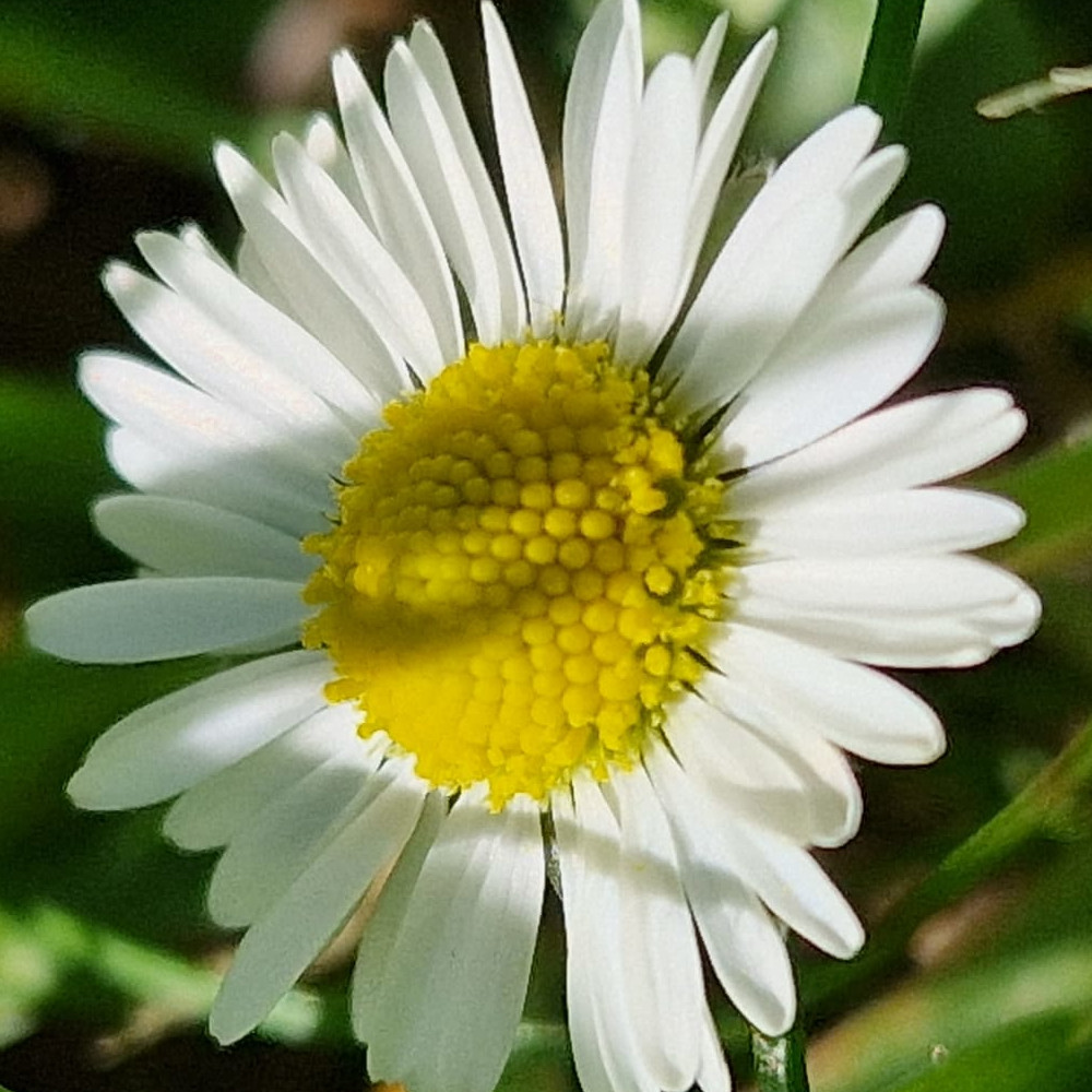 Transforming Images with OpenCV and Java: Filter Effects Made Easy – Lizard & Dog Blog